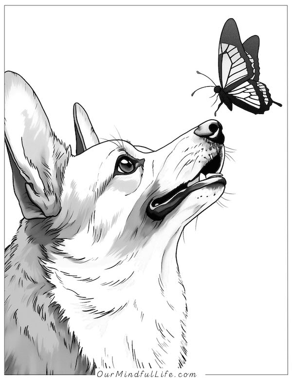 corgi colouring pictures
